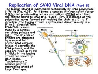 translation rna.pptx in detail with diagram | PPTX