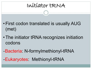 Translation (genetics) | PPTX | Programming Languages | Computing