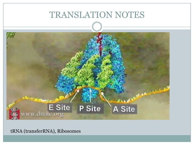 Translation slides | PPTX