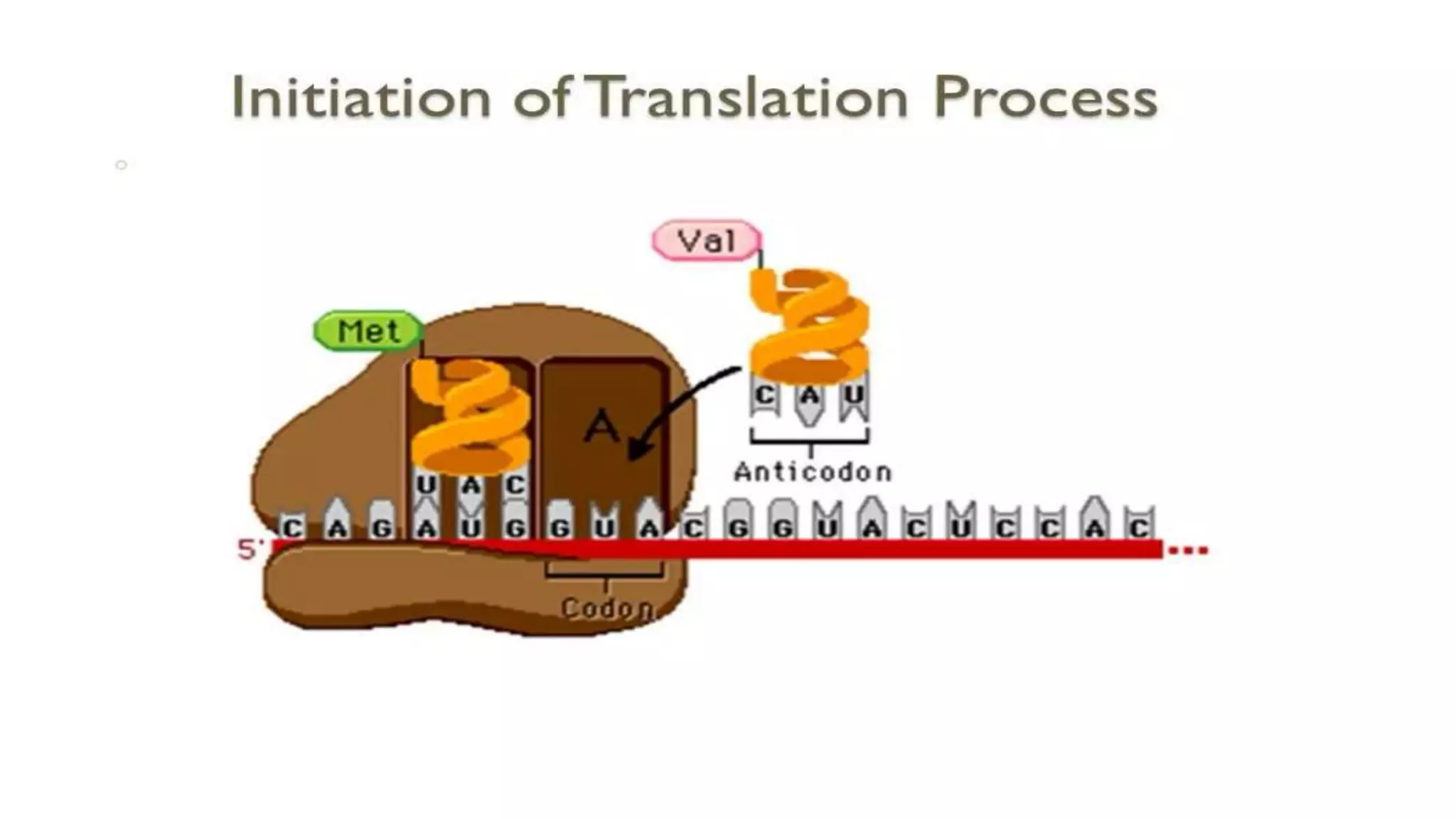 Translation ( synthesis of proteins ) | PPTX