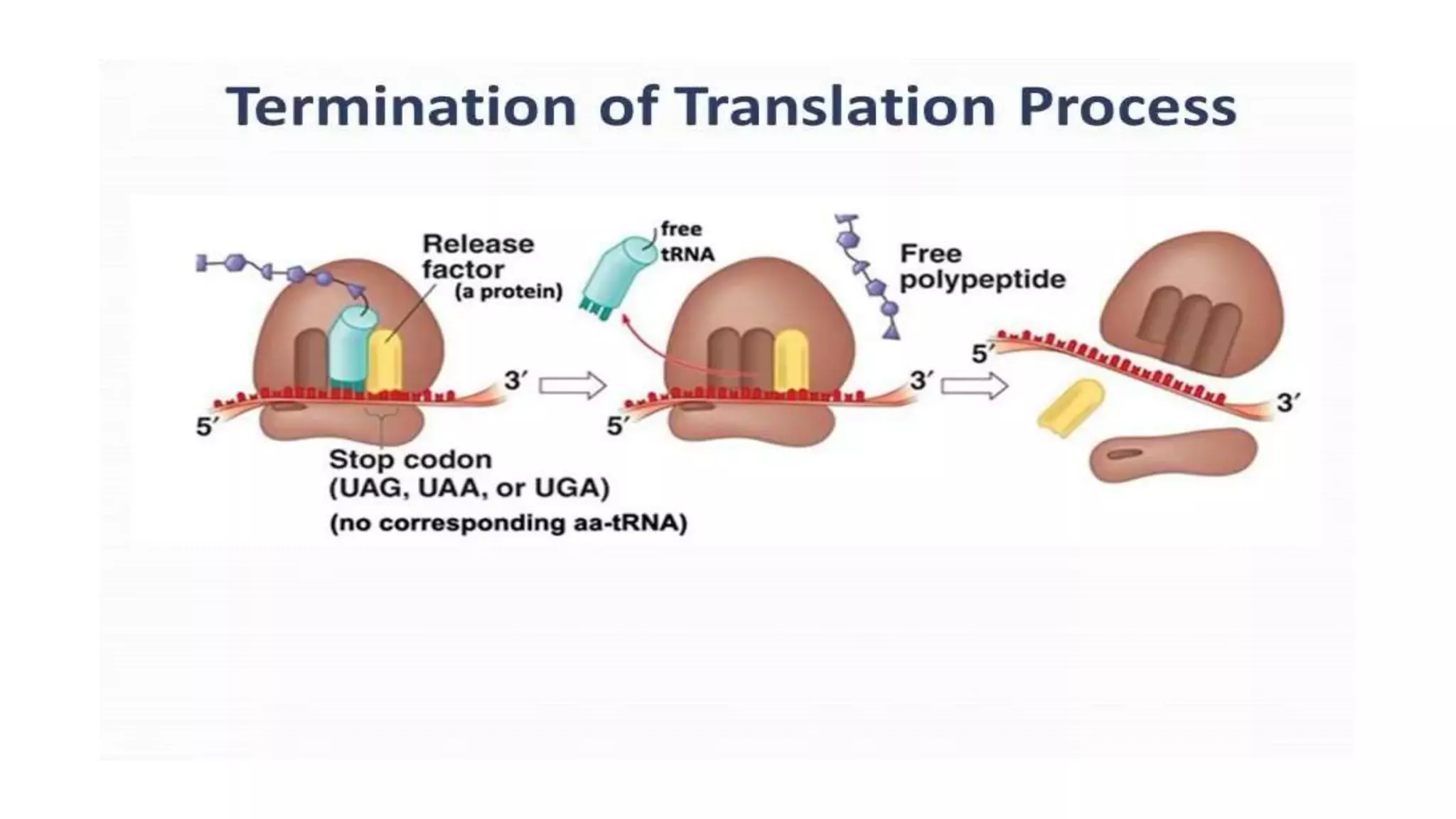 Translation ( synthesis of proteins ) | PPTX