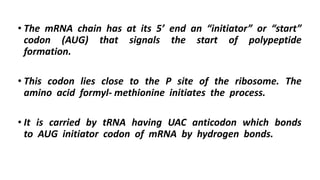 Translation ( synthesis of proteins ) | PPTX