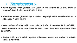 Translation ( synthesis of proteins ) | PPTX