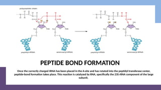 TRANSLATON: CODONS, ANTICODONS, STRUCTURE OF RNA AND RIBOSOME, STAGES ...