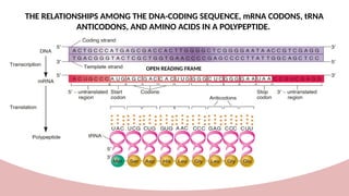 TRANSLATON: CODONS, ANTICODONS, STRUCTURE OF RNA AND RIBOSOME, STAGES ...