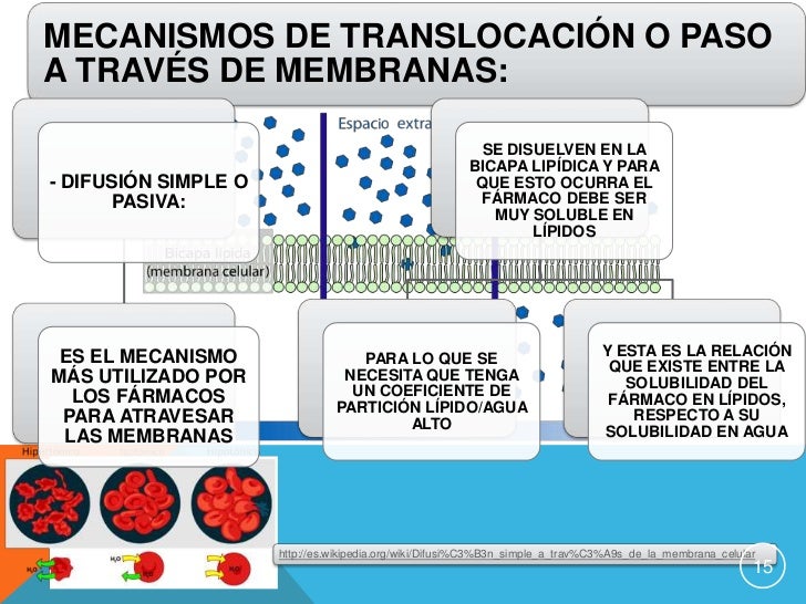 Translocación de los fármacos