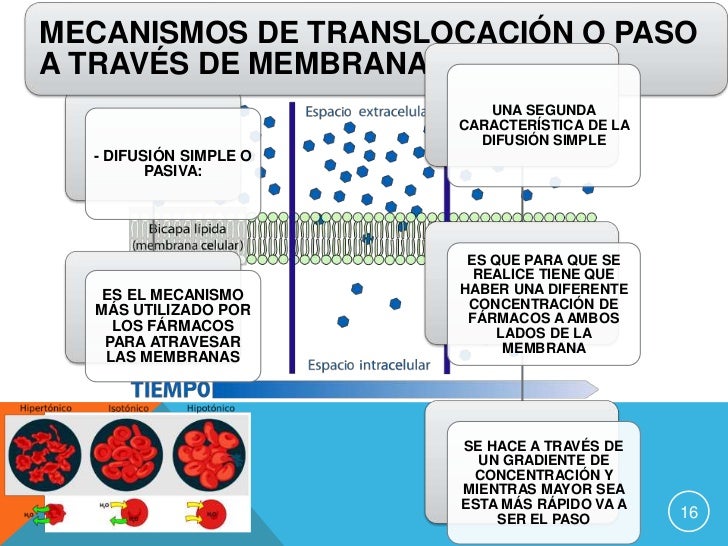 Translocación de los fármacos