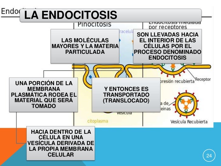 Endocitosis Ejemplos