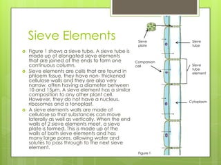 Translocation in plants | PPTX