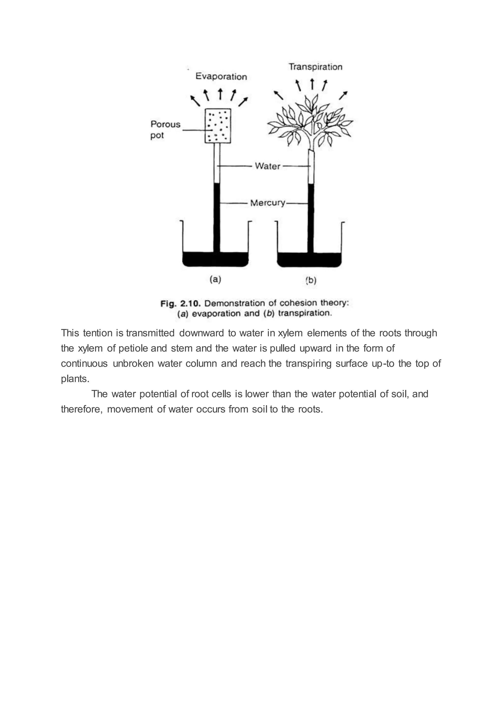 Translocation & Water Translocation of Cohesion Theory | DOCX