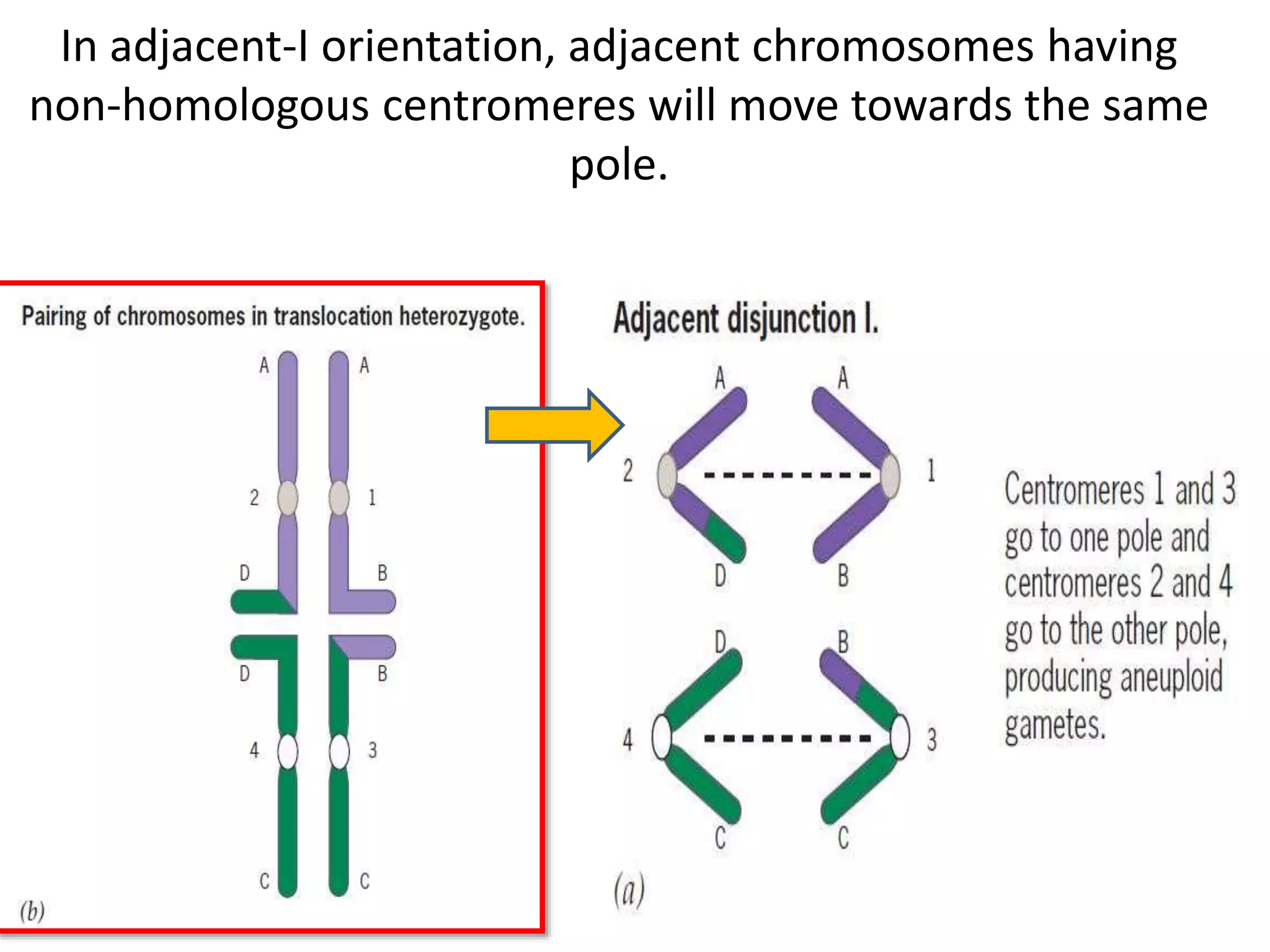 Translocation | PPTX