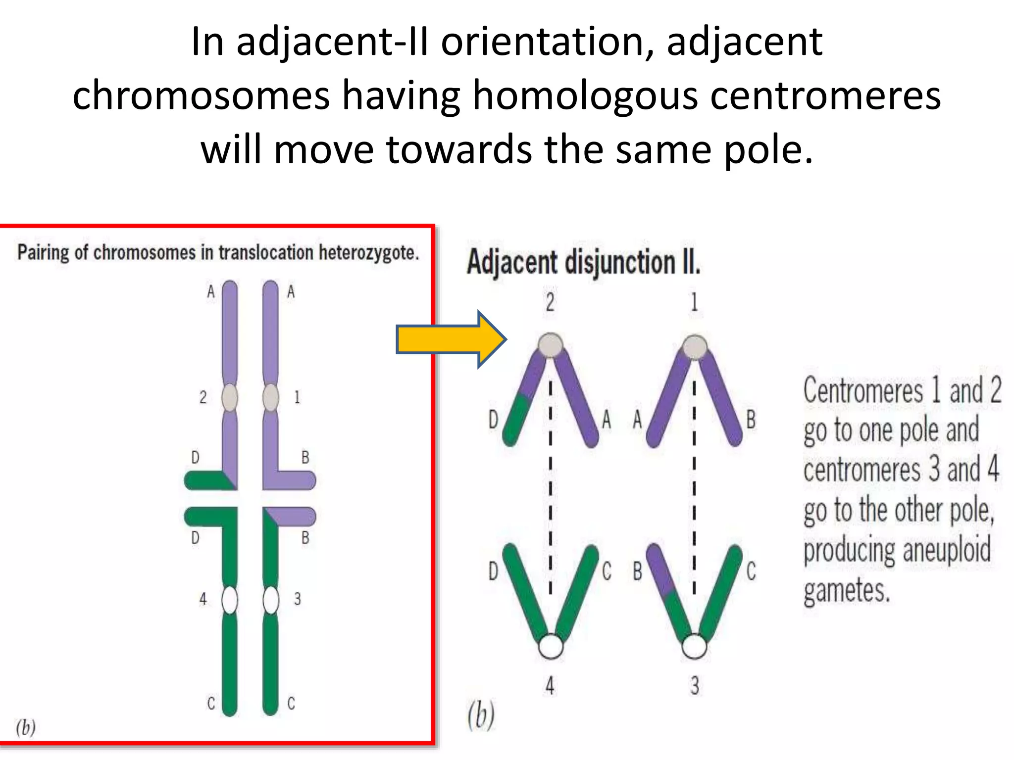 Translocation | PPTX