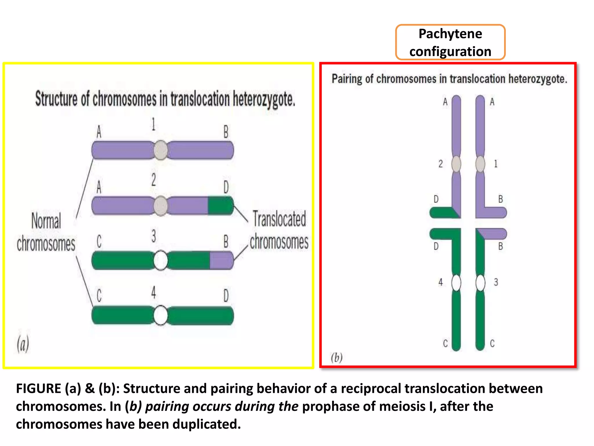 Translocation | PPTX