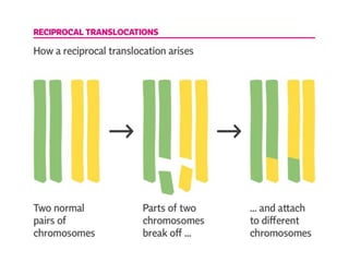 Translocation | PPTX
