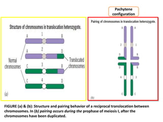 Translocation | PPTX