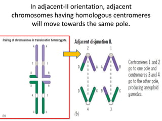Translocation Diagram