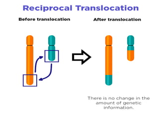 Reciprocal Translocation Meiosis