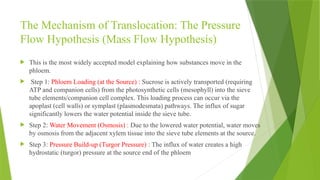 TRANSLOCATION.pptx BTech Biotechnology 1 | PPTX