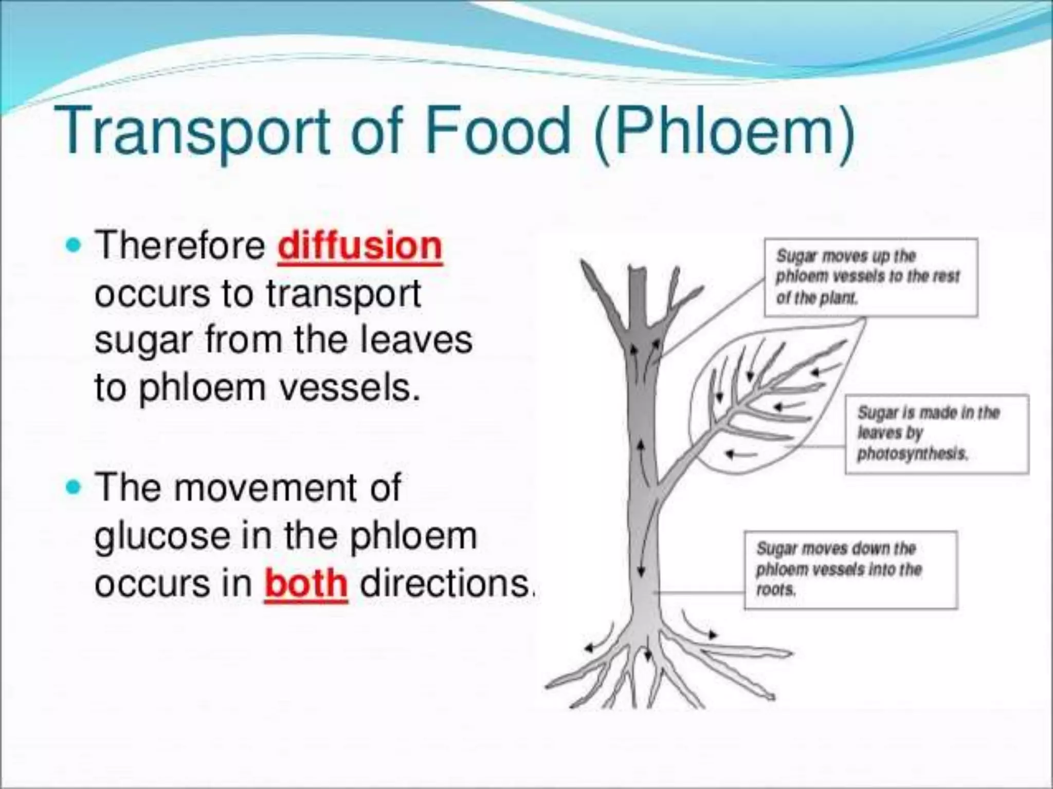 Translocation in Phloem.pptx
