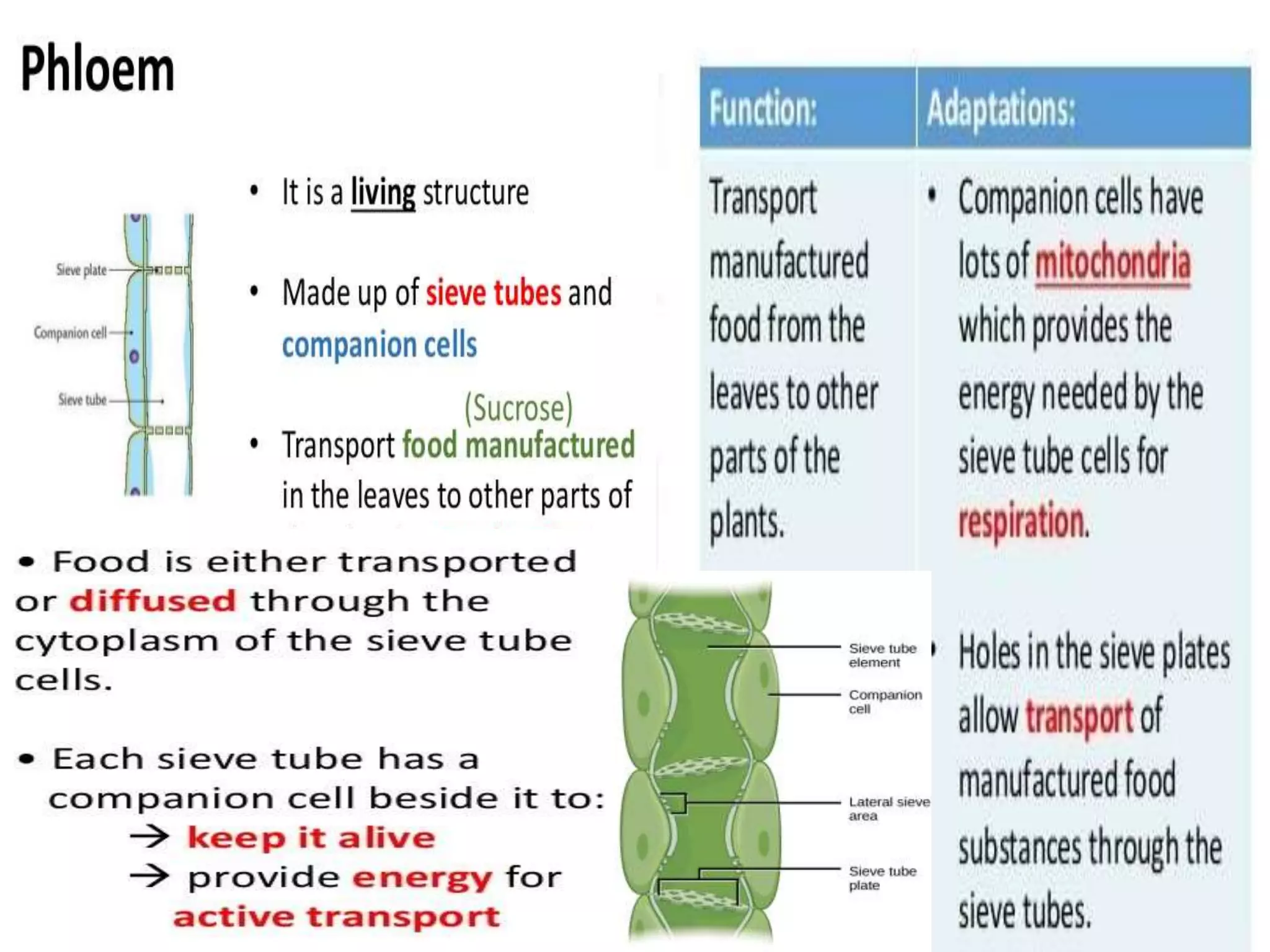 Translocation in Phloem.pptx
