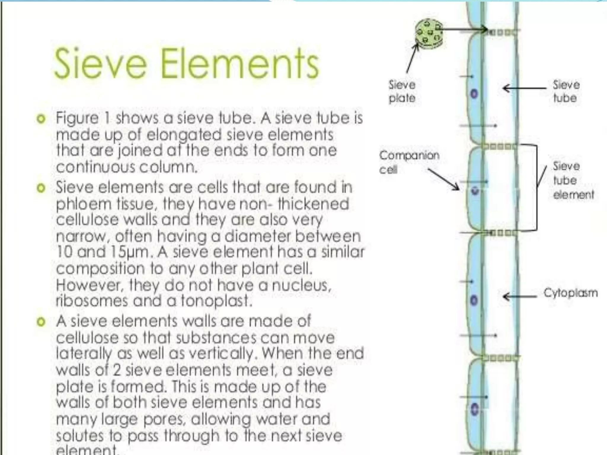 Translocation in Phloem.pptx