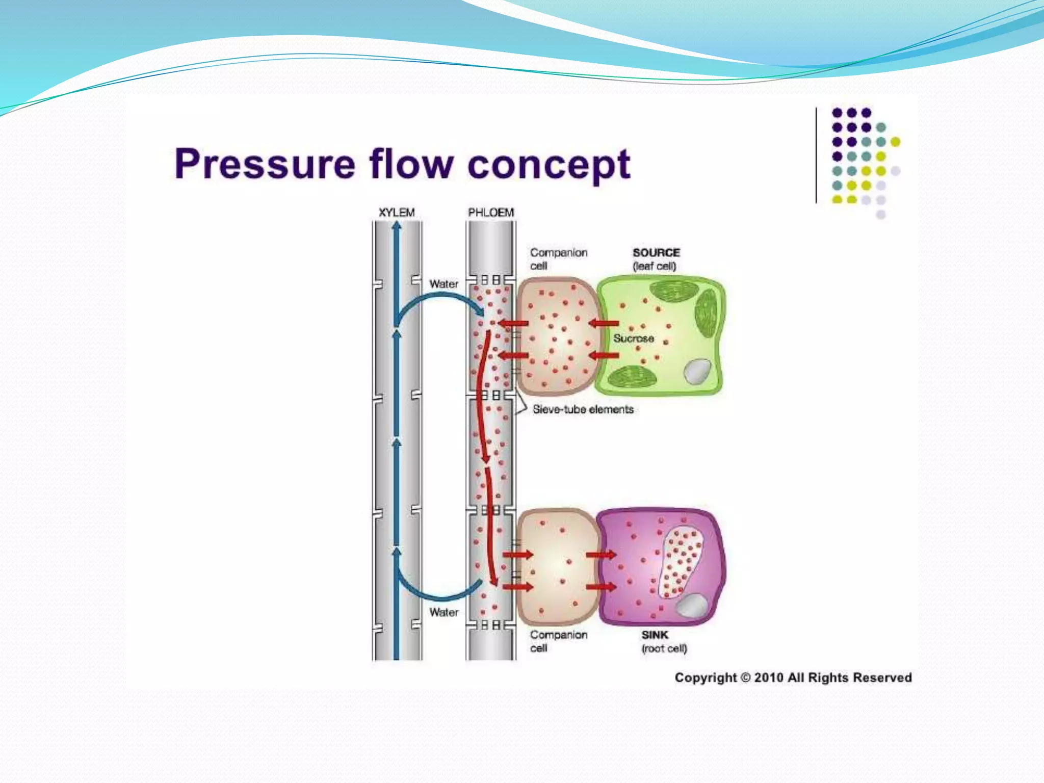 Translocation in Phloem.pptx