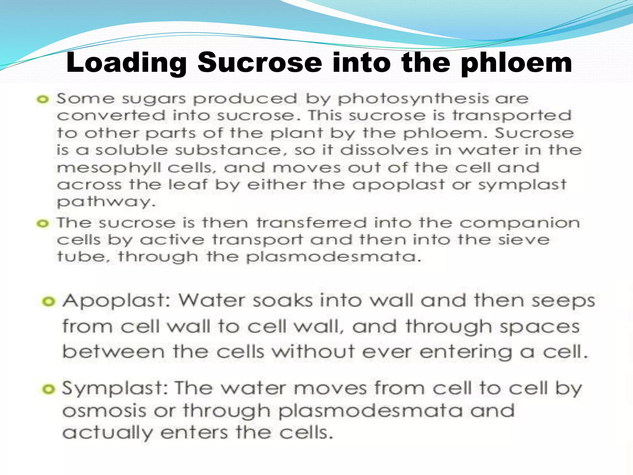 Translocation in Phloem.pptx