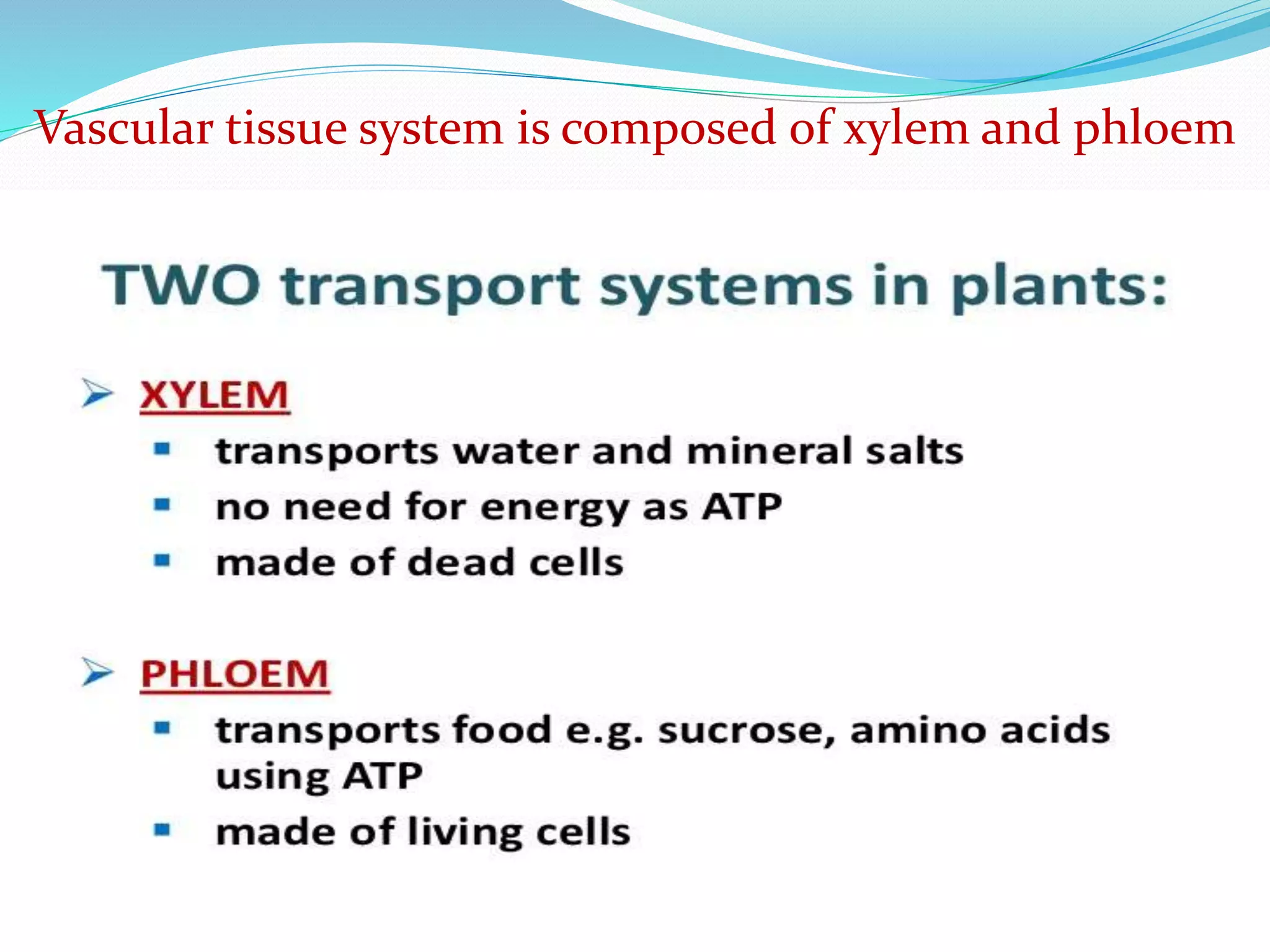 Translocation in Phloem.pptx