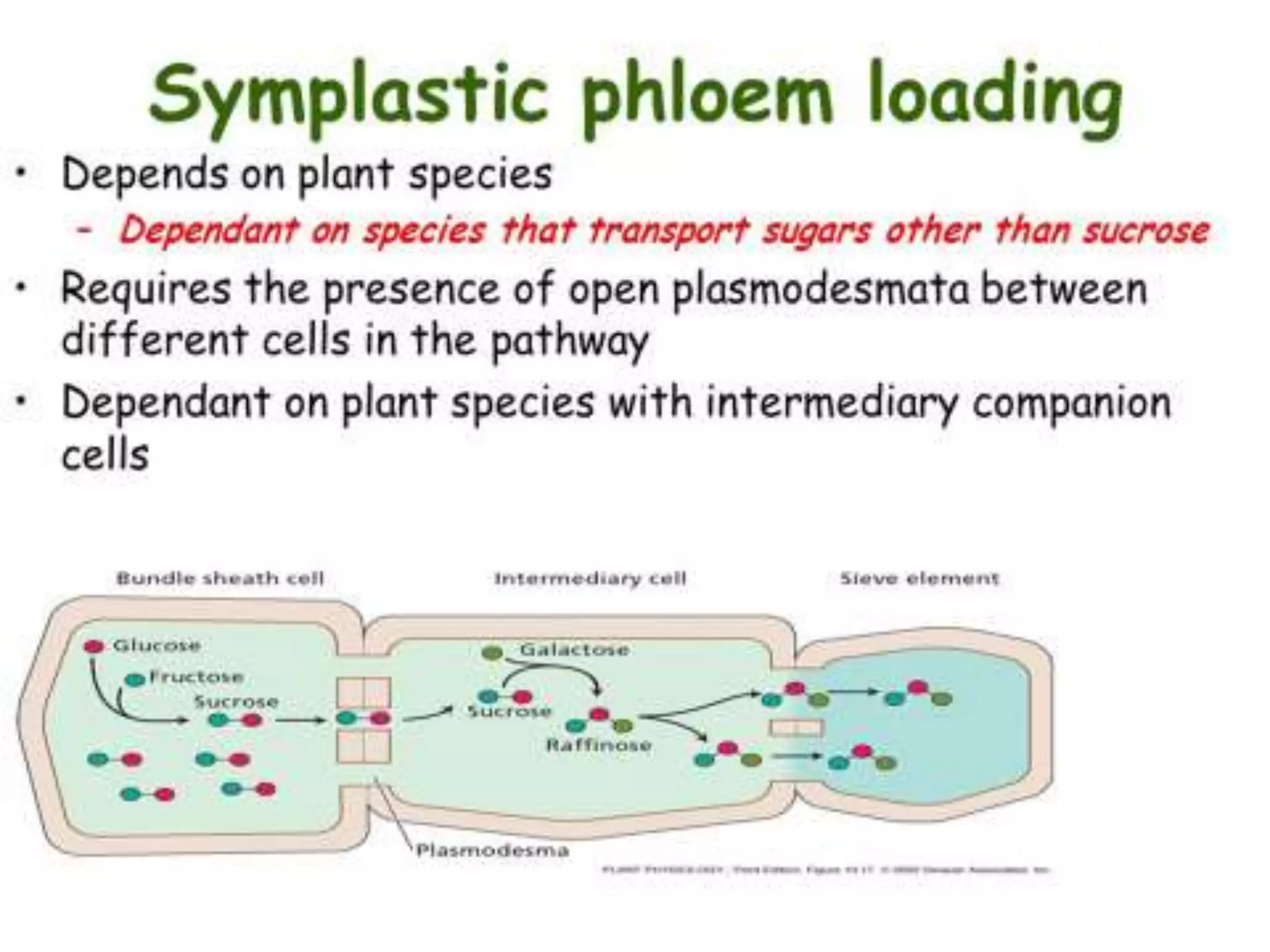 Translocation in Phloem.pptx