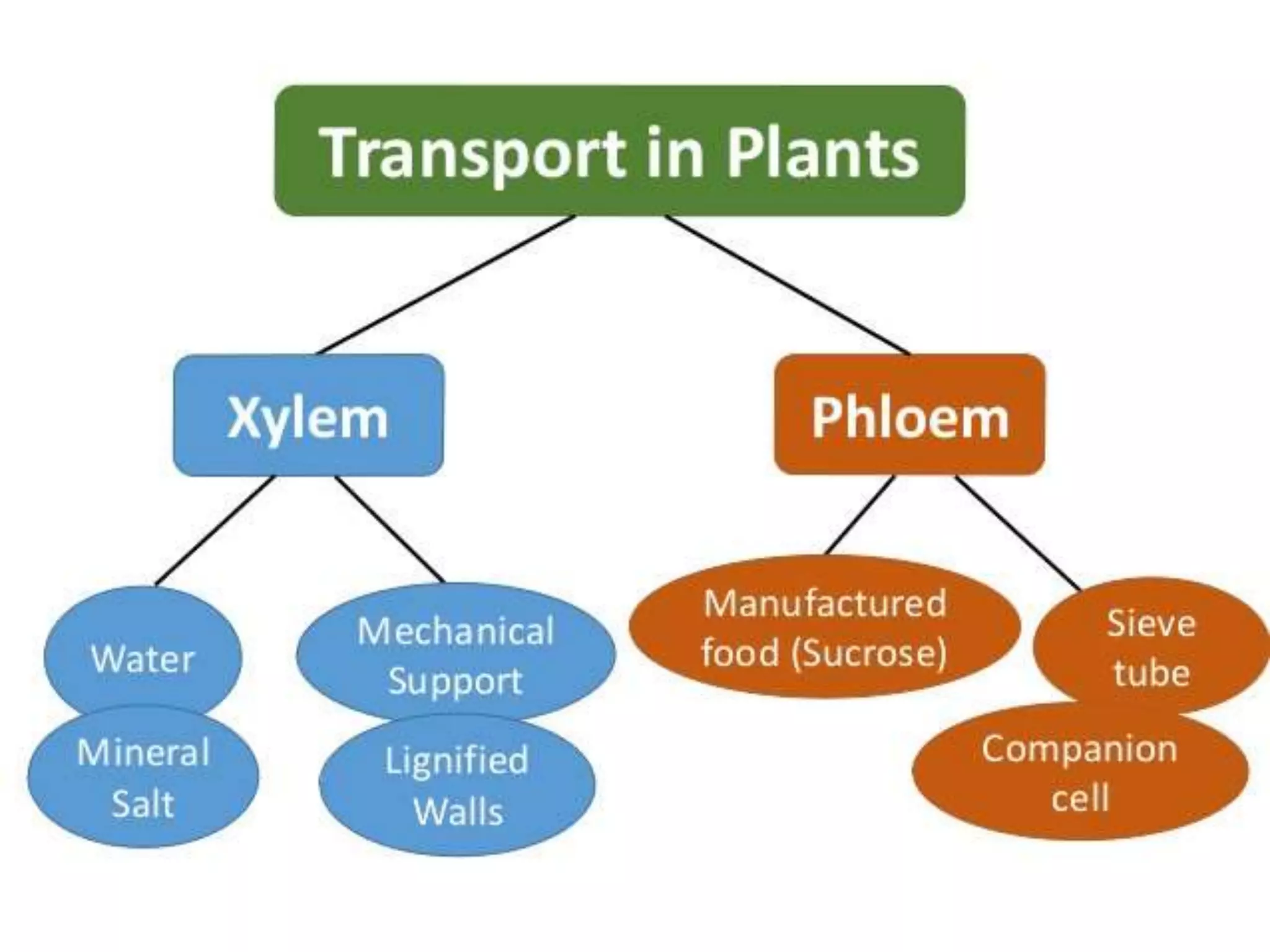 Translocation in Phloem.pptx