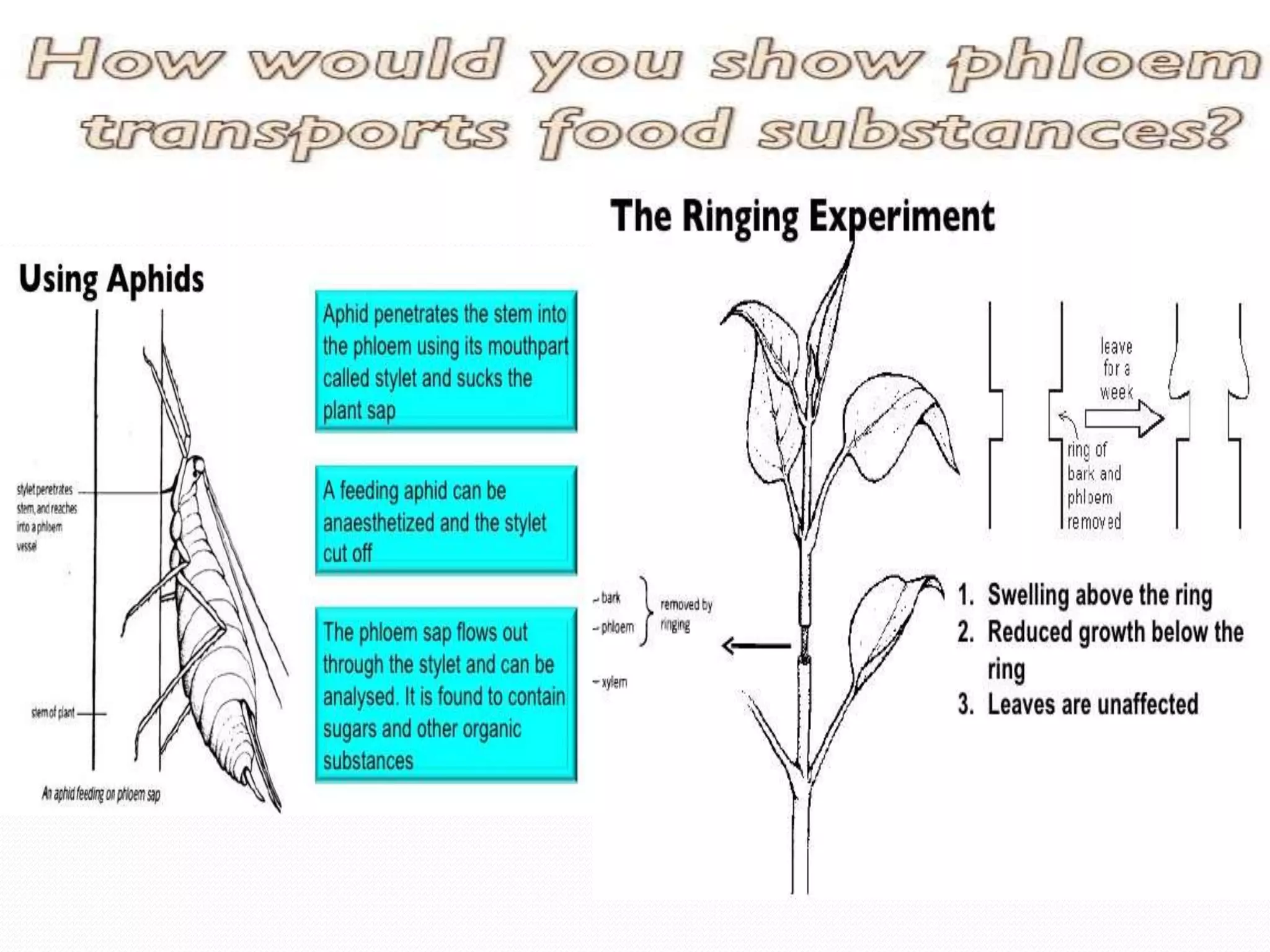 Translocation in Phloem.pptx