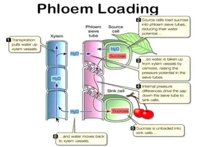 Translocation in Phloem.pptx