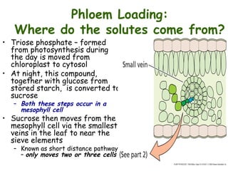 translocation in the phloem and its..ppt