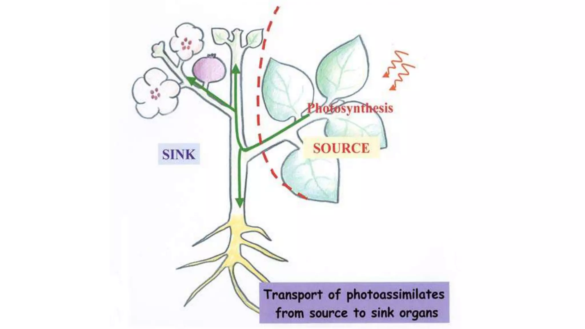 Translocation of food in plants | PPTX