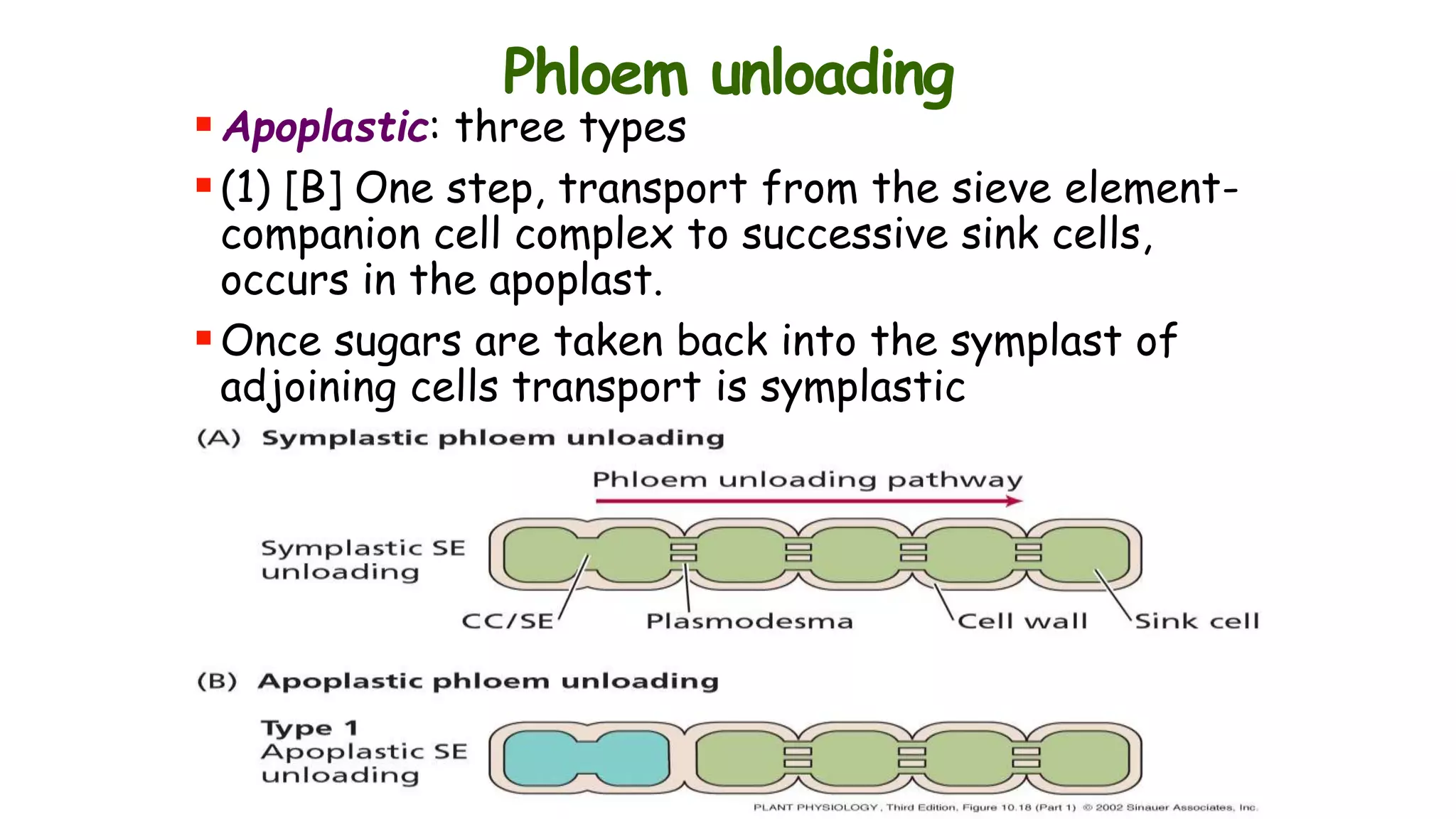 Translocation of food in plants | PPTX