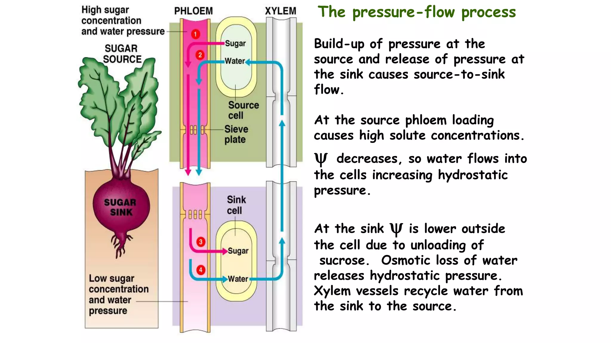 Translocation of food in plants | PPTX