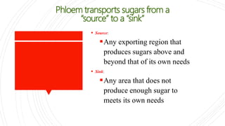 Translocation of food in plants | PPTX