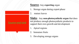 Translocation of food in plants | PPTX