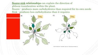Translocation of food in plants | PPTX