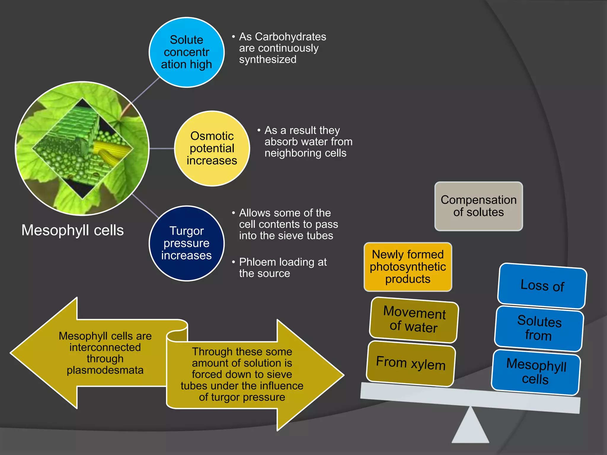 Translocation of Solutes and Mass flow hypothesis | PPTX