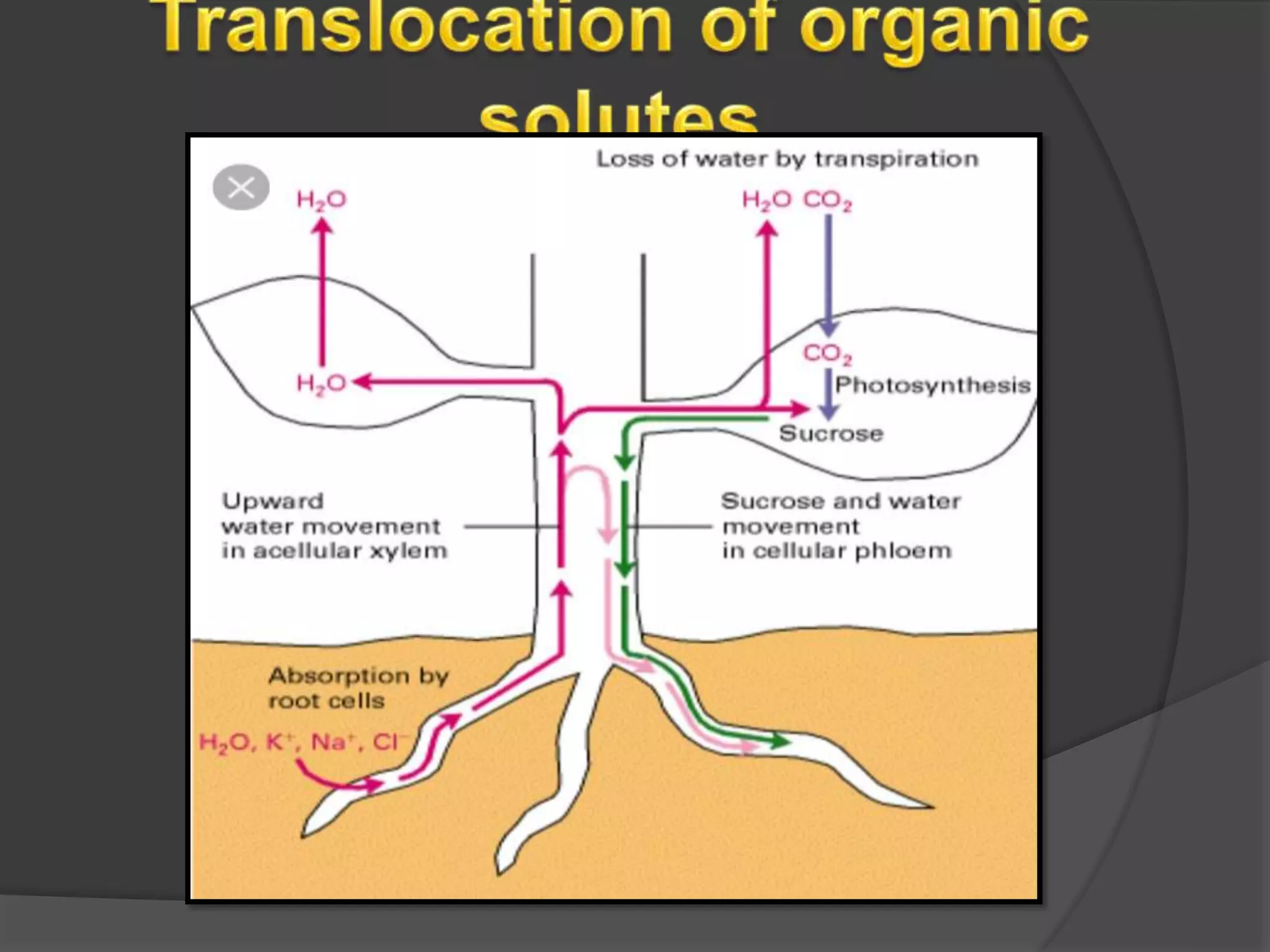 Translocation of Solutes and Mass flow hypothesis | PPTX