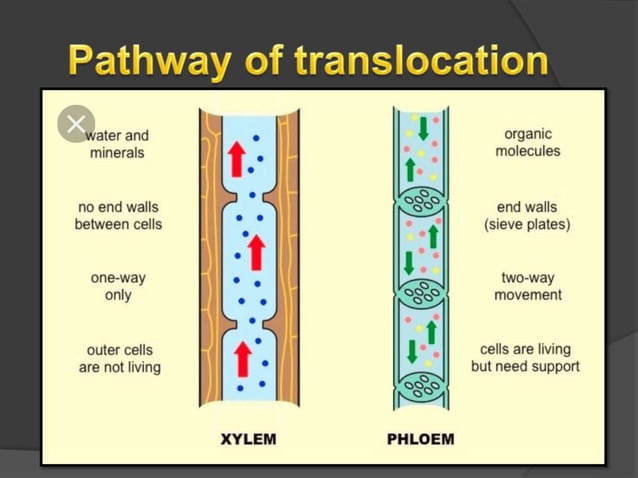 Translocation of Solutes and Mass flow hypothesis | PPTX