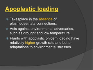 Translocation of Solutes and Mass flow hypothesis | PPTX