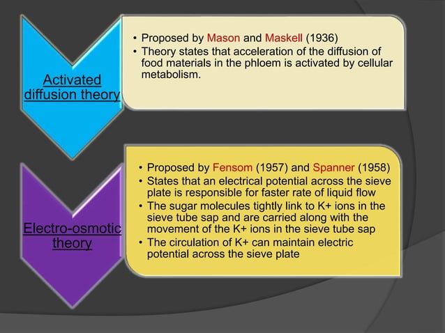 Translocation of Solutes and Mass flow hypothesis | PPTX