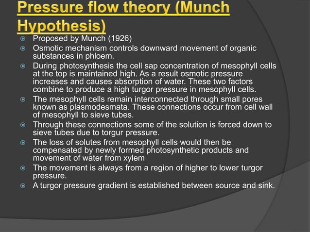 Translocation of Solutes and Mass flow hypothesis | PPTX