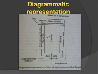 Translocation of Solutes and Mass flow hypothesis | PPTX