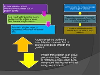 Translocation of Solutes and Mass flow hypothesis | PPTX