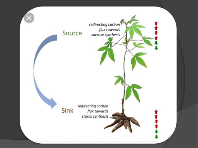 Translocation of Solutes and Mass flow hypothesis | PPTX