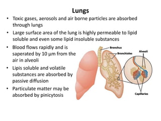 Translocation of toxicants | PPTX