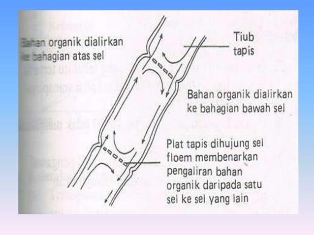 Translokasi | PPTX